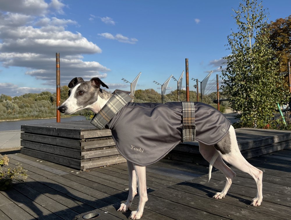 Accessories for pets | Pet Urban Style